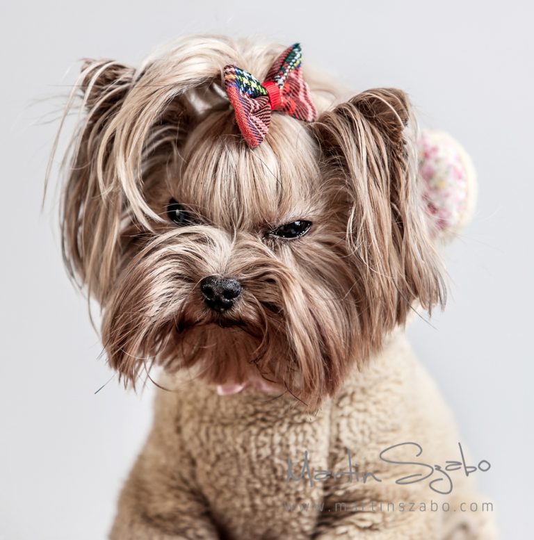 Glamour Pets – Commercial Photographer based in Calgary – Alberta