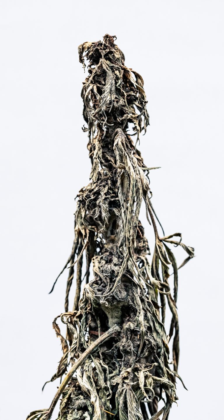 Cannabis Rot & Mold - Detailed photos of cannabis affected by rot & mold